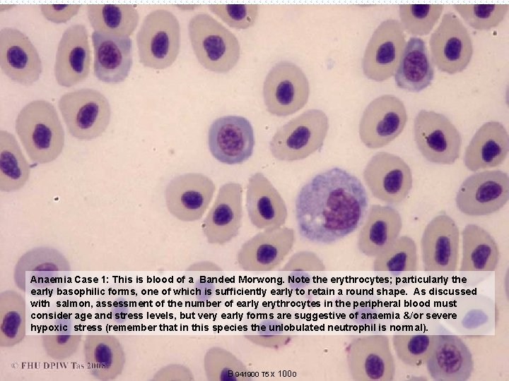 Systematic Fish Pathology Part 6 Haematology Prepared by