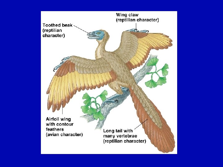 Birds Vertebrate Zoology Thecodontosaurus Thecodontosaurus Iguanodon ...