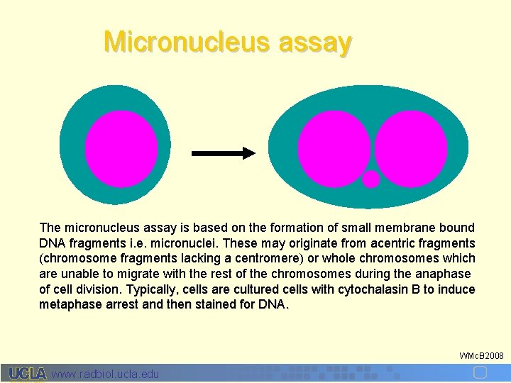 Radiation Targets 1 DNA Chromosome and Chromatid Damage