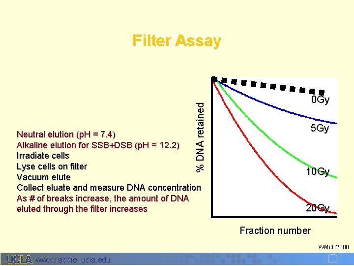Radiation Targets 1 DNA Chromosome and Chromatid Damage