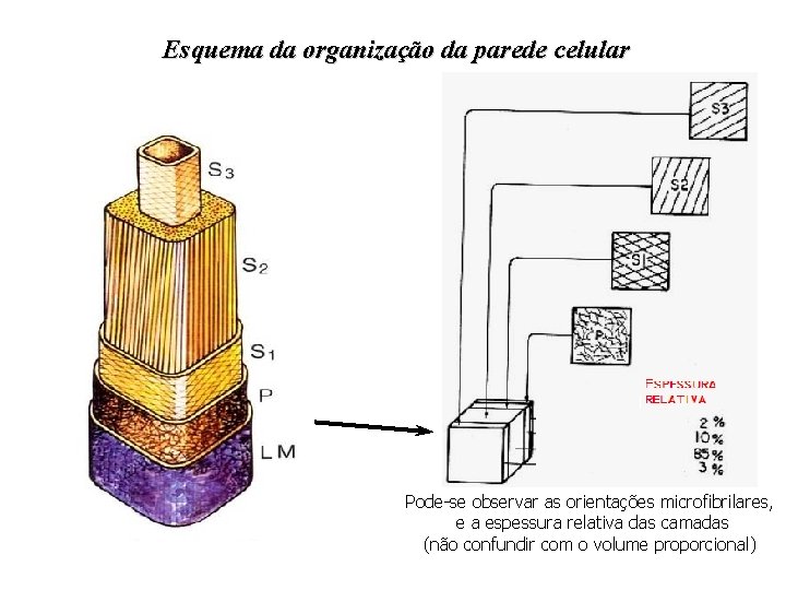 Estrutura e qumica da parede celular AT 078