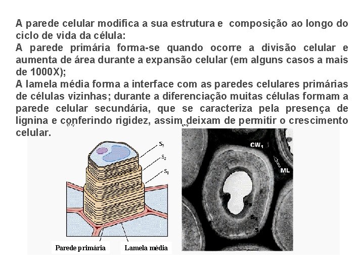 Estrutura e qumica da parede celular AT 078