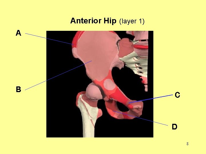 Anatomy of the Hip Principles of Orthopaedic and