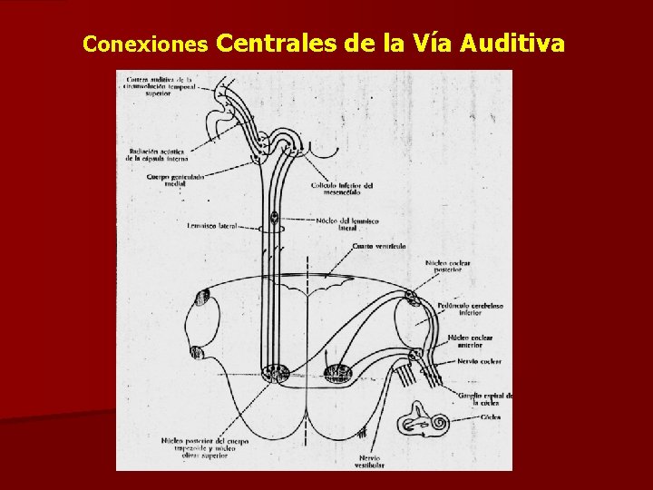 FISIOLOGIA DE LA AUDICION Y EL EQUILIBRIO Dra