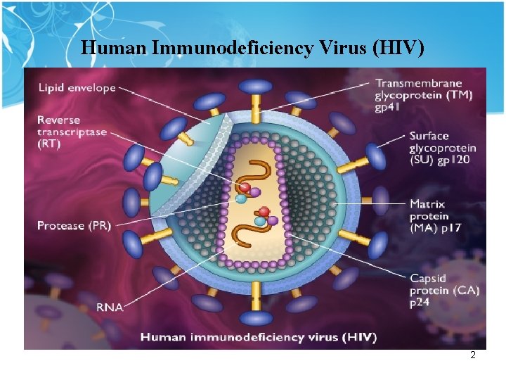 Human Immunodeficiency Virus HIV 2 Preventive HIV Vaccine