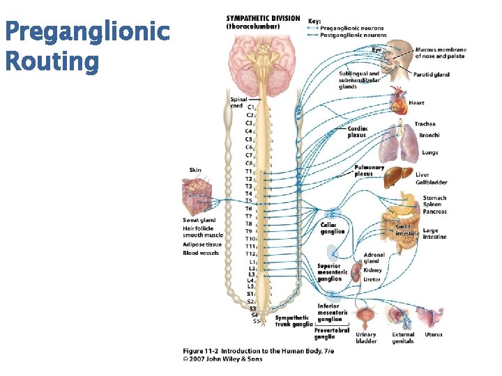 Autonomic Nervous System Chapter 11 Comparison Somatic systems