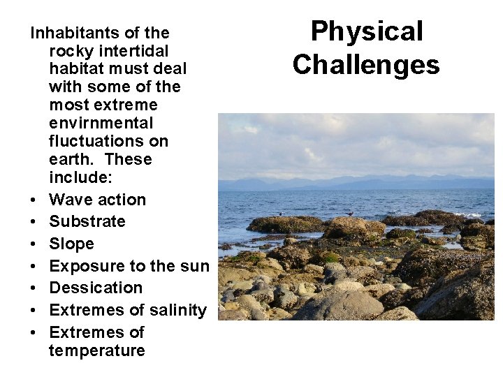 Introduction to Marine Rocky Intertidal Habitat Masochistic Organisms