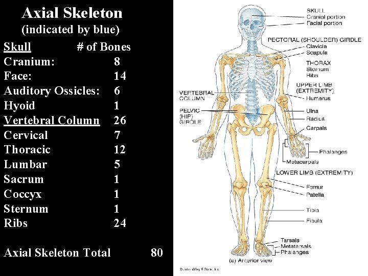Bio 241 Unit 2 Lecture 1 Functions of