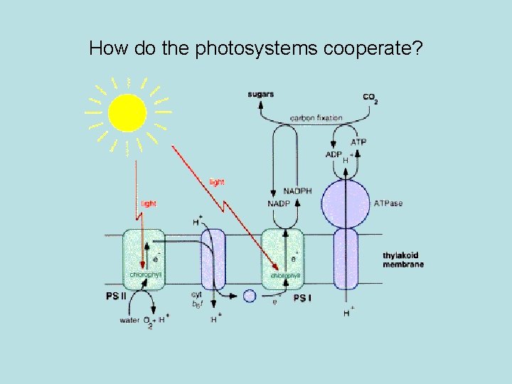 Photosynthesis As a Metabolic Process What is it
