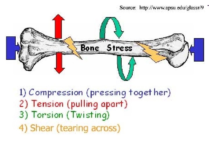Notes Bone Injury Repair 1 Bone Injury Increased