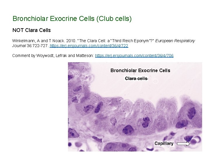 Bioethics in Anatomy Education Resources Clara Cells Description