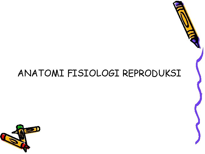 ANATOMI FISIOLOGI REPRODUKSI Organ Genitalia Eksterna Pudenda atau