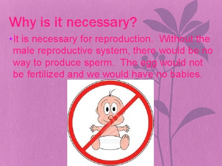 The male reproductive system By Lauren and Jocelyn