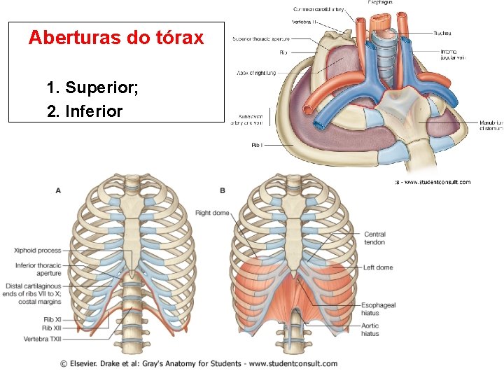 RCG 1036 ANATOMIA TOPOGRFICA APLICADA FISIOTERAPIA 2017 AULA