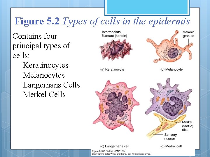 Part 1 Integumentary System Unit 2 covering support