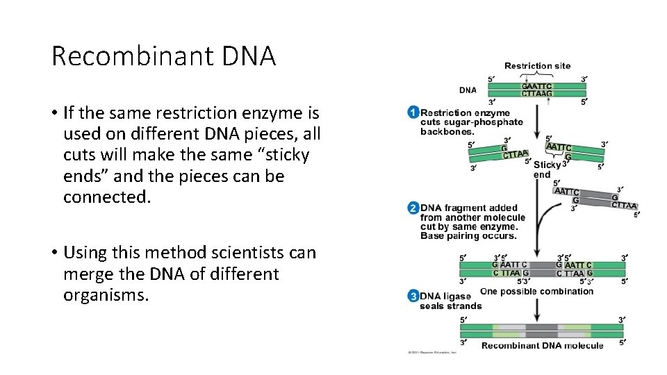 Genetic Analysis Karyotyping Pedigree and Gel Electrophoresis Vocabulary