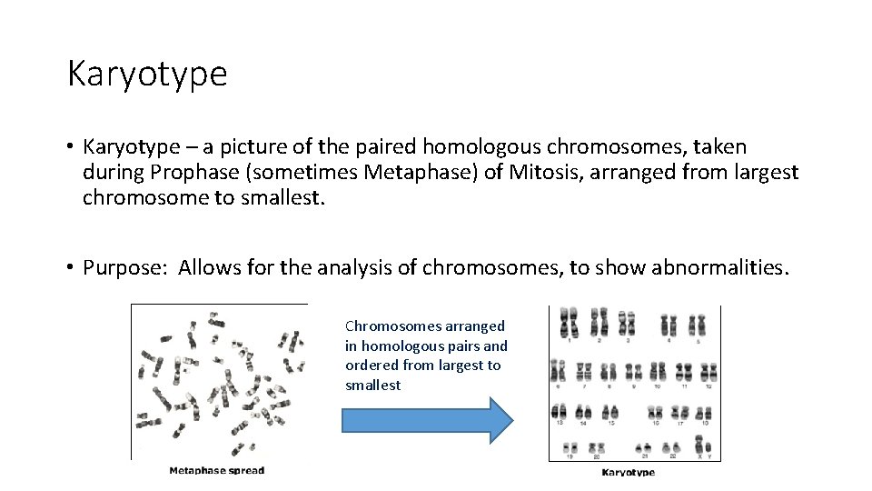 Genetic Analysis Karyotyping Pedigree and Gel Electrophoresis Vocabulary