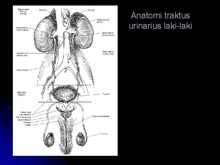 Anamnesa dan Pemeriksaan Fisik Penderita Urologi dr Bobby