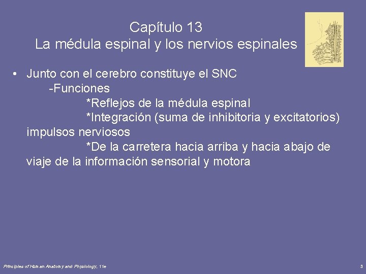 Captulo 13 La mdula espinal y los nervios