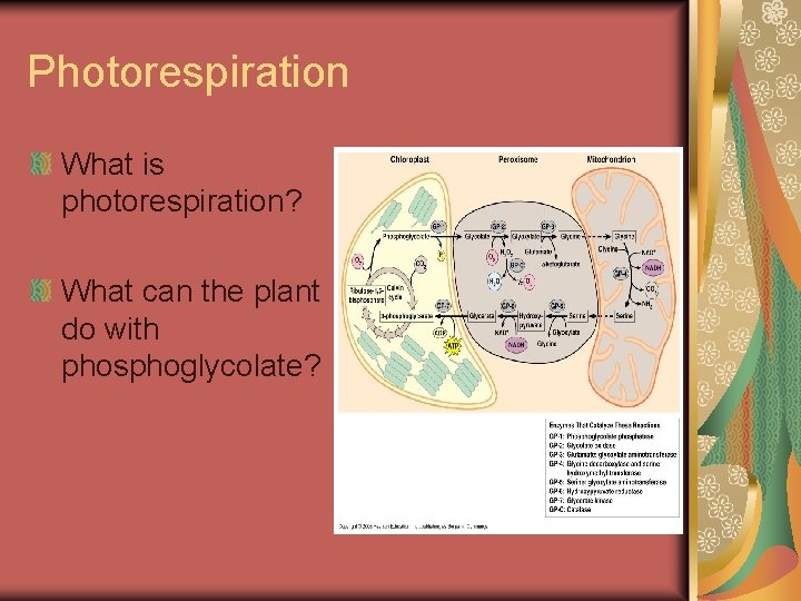 The Chloroplast and Photosynthesis Photosynthesis What are oxygenic