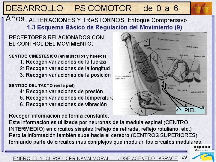 DESARROLLO PSICOMOTOR de 0 a 6 Aos ENERO