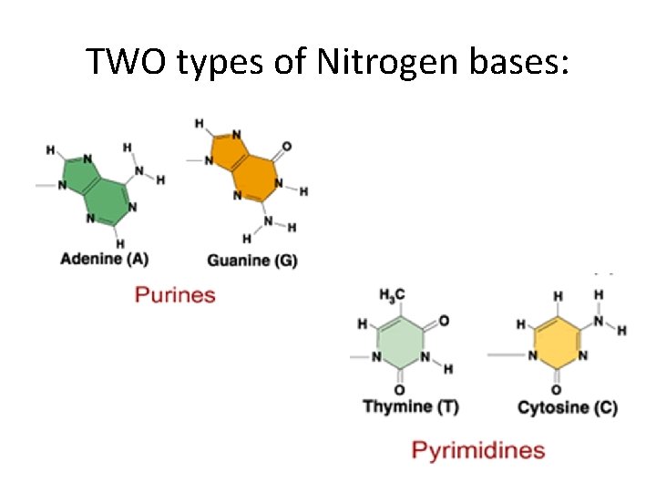 AP Biology DNA History Structure Important concepts from