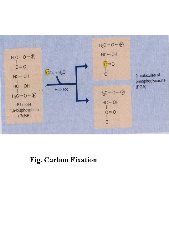 CHAPTER 11 PHOTOTROPHIC METABOLISM PHOTOSYNTHESIS ENERGY 11 1