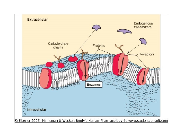 Cellular Receptors Chapter 2 Binding of Drugs into