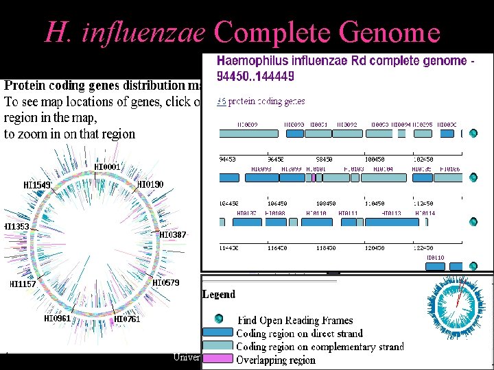 Comparative genomics Overview Tools MUMmer algorithm Urmila KulkarniKale