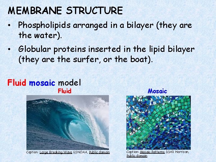 Chapter 5 Structure and Function of Plasma Membranes