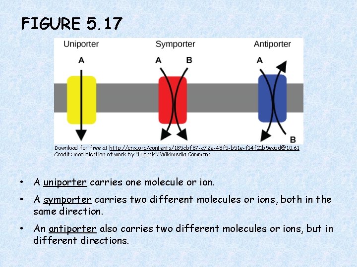 Chapter 5 Structure and Function of Plasma Membranes