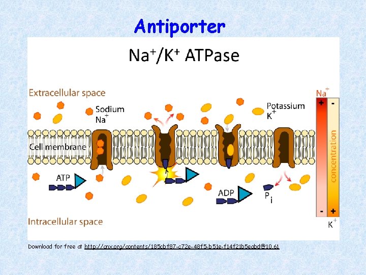 Chapter 5 Structure and Function of Plasma Membranes