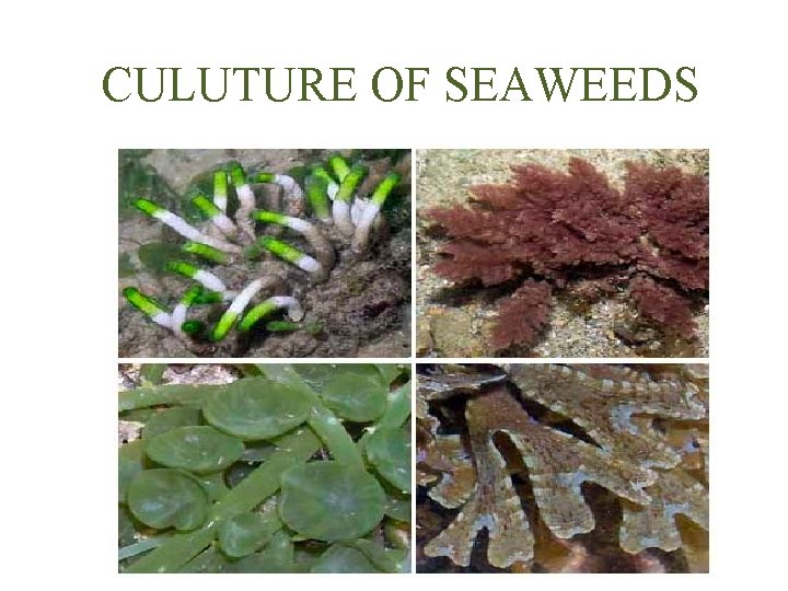 CULUTURE OF SEAWEEDS Introduction Seaweeds macroscopic algae growing