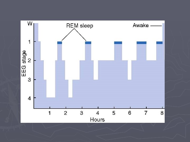 Chapter 9 Sleep and Biological Rhythms Stages of