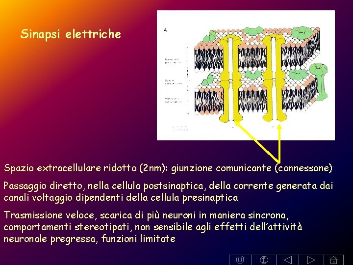 Sinapsi elettriche Spazio extracellulare ridotto 2 nm giunzione