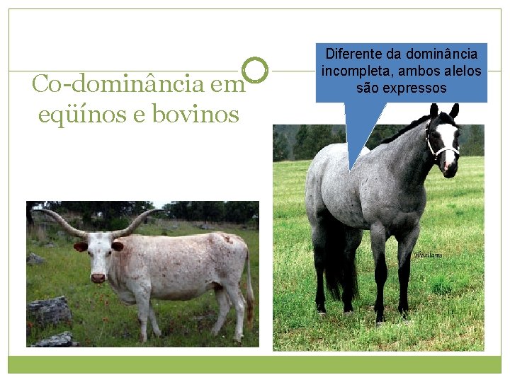 Professor Fludio Gentica Mendeliana Variaes de dominncia Dominncia