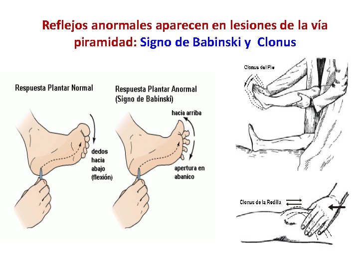 SNER EL SISTEMA NERVIOSO MOTOR Dra Mayppe Gonzlez
