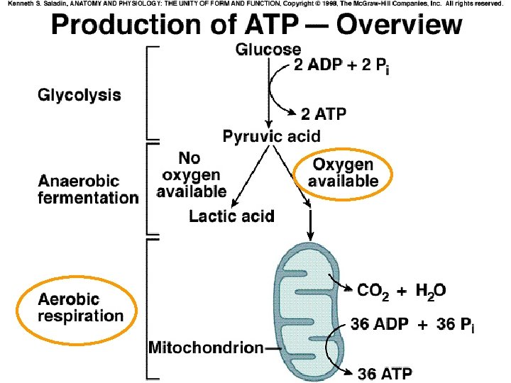 Energy Releasing Pathways ATP Aerobic Respiration A redox