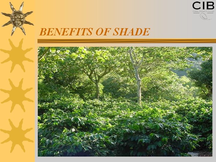 SHADE IN COFFEE THE SUSTAINABLE APPROACH TO COFFEE