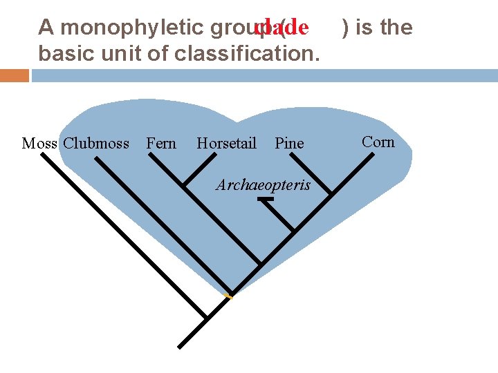 PHYLOGENY REVIEW Evolutionary history of related organisms Distinguishing