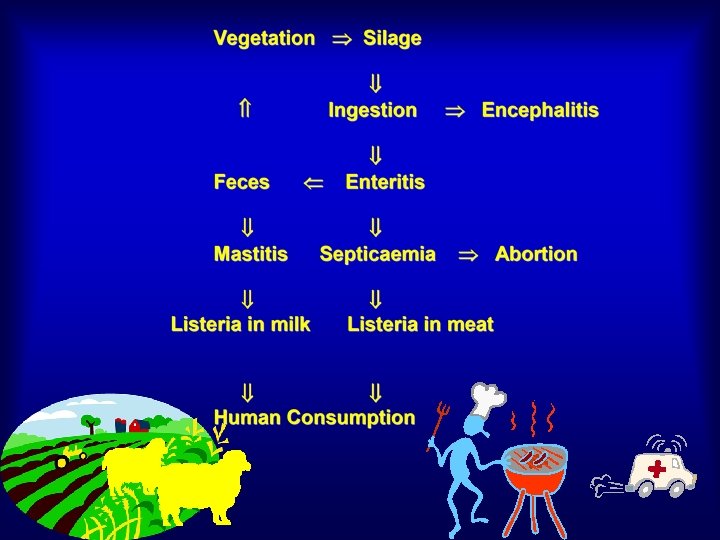 Camp test Rhodococcus equi Staph aureus L Monocytogenes