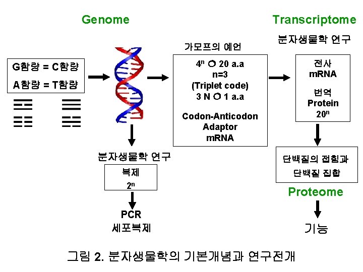 Organism Tissue Cell Organelle Molecules Physiology Physiome Modeling