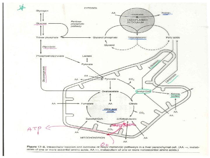 Organism Tissue Cell Organelle Molecules Physiology Physiome Modeling