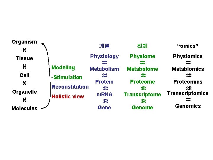 Organism Tissue Cell Organelle Molecules Physiology Physiome Modeling