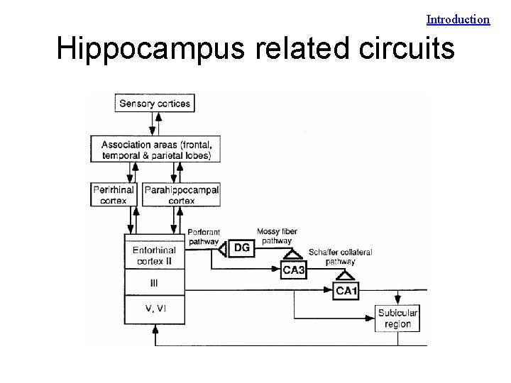 WHY ARE THERE PARALLEL HIPPOCAMPAL DIENCEPHALIC PATHWAYS FOR