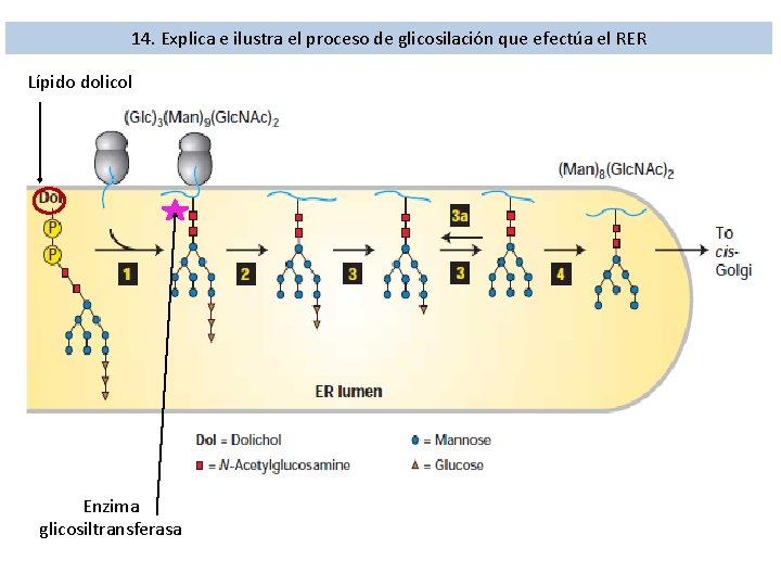 UNIDAD 5 SISTEMA ENDOMEMBRANOSO 5 1 Retculo endoplsmico