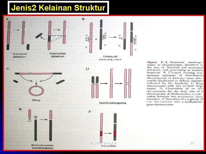 KELAINAN KROMOSOM MANUSIA Dr Prategrini Purwendasricahyaprihatin ...