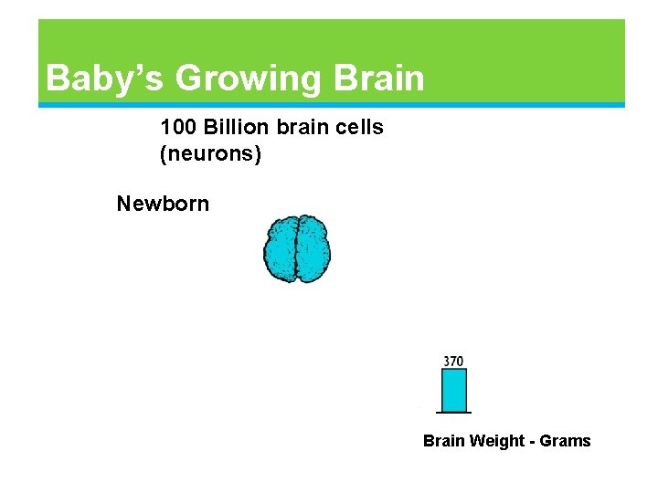 Babys Brain Language Development and Literacy What Every