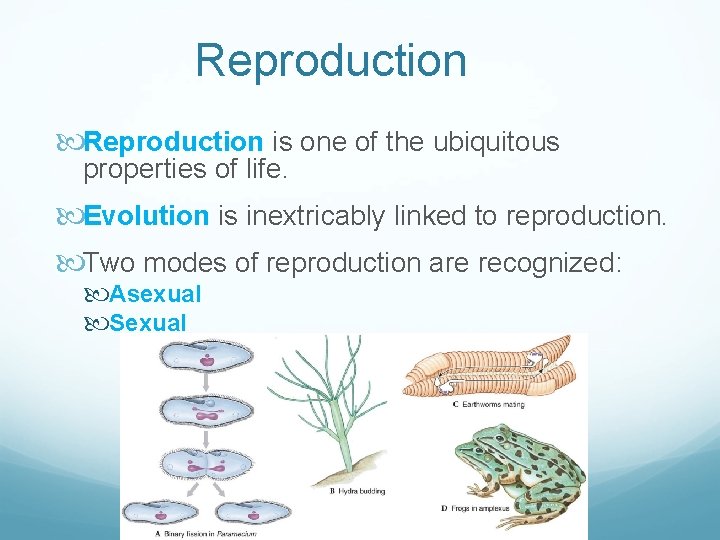 The Reproductive Process Chapter 7 Reproduction is one