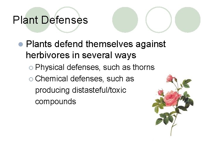 Plant Responses to Internal External Signals Plant Hormones